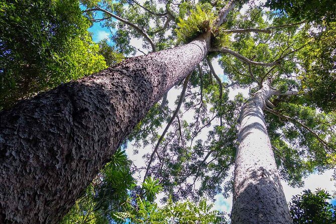 Paronella Park and Millaa Millaa Falls Full-day Tour from Cairns - Exploring the Itinerary in Detail