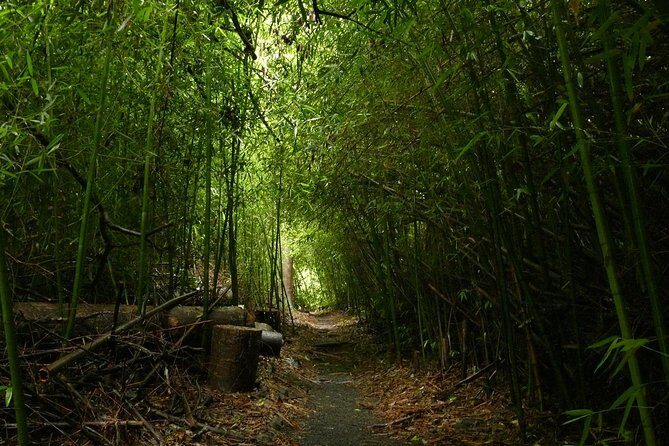 Paronella Park and Millaa Millaa Falls Full-day Tour from Cairns - Final Thoughts: Who Will Love This Tour?