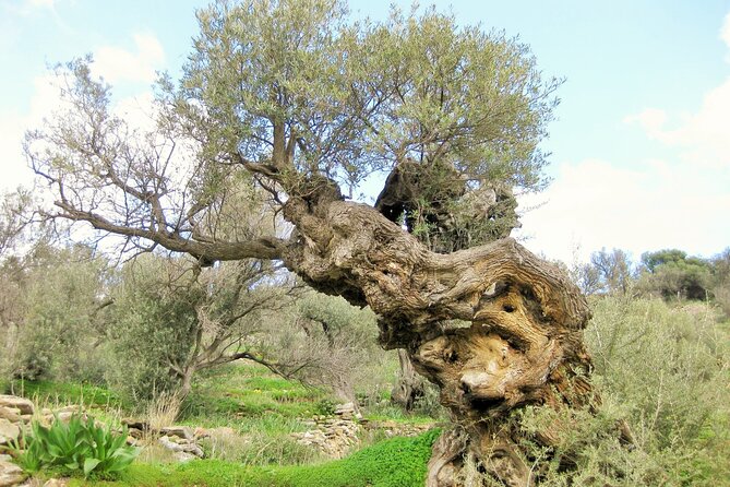 Paros Byzantine Path Ancient Greek Route Hiking Experience - Who Should Book This Tour?
