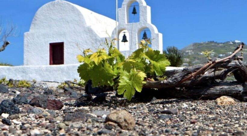 Paros wine tour and tasting - The Sum Up