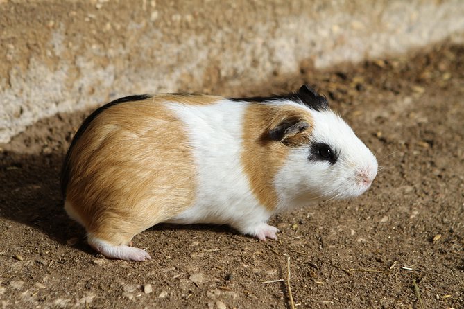 Parque da Mina Entrance Ticket - The Sum Up