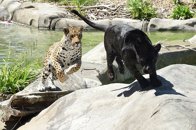 Parrot World Immersive Wildlife Park Entry Ticket Next to Paris - Operating Hours and Important Information