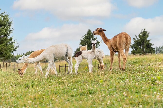 Parrot World Immersive Wildlife Park Entry Ticket Next to Paris - Tips for an Enjoyable Visit