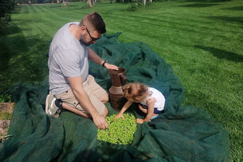 Partinico: Olive Harvest with Wine Tasting and Brunch - Key Points
