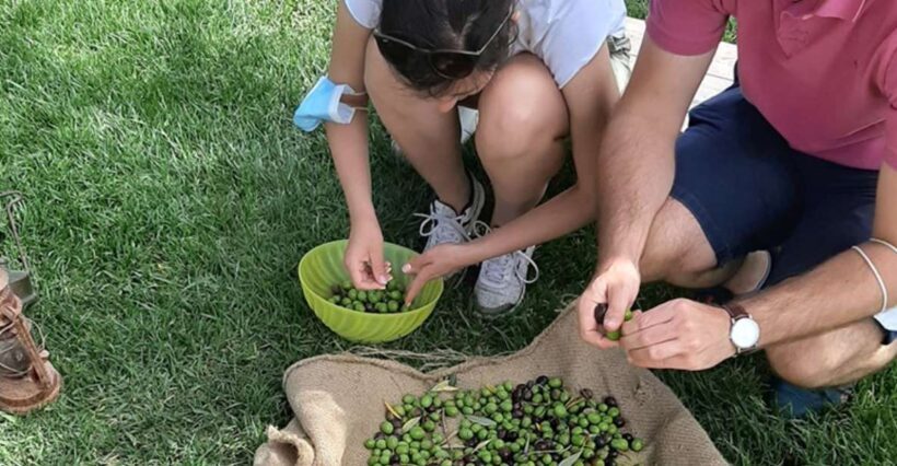 Partinico: Olive Harvest with Wine Tasting and Brunch - Authenticity and Value