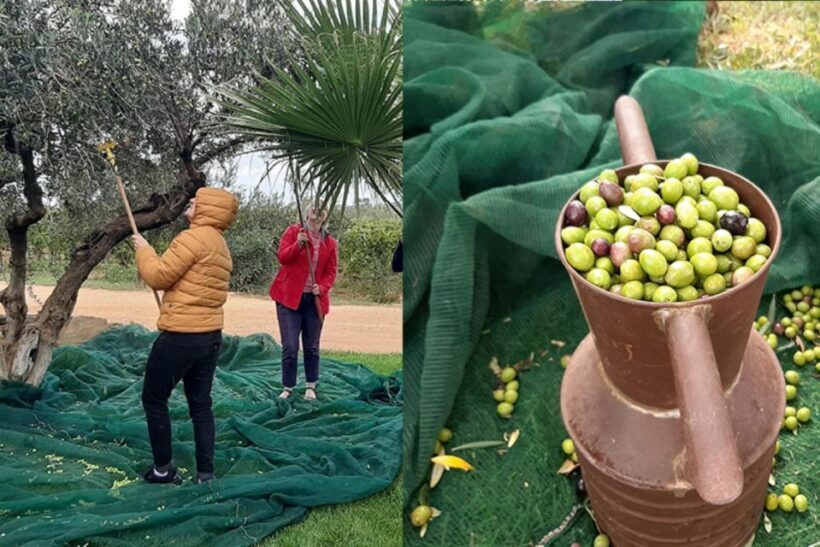Partinico: Olive Harvest with Wine Tasting and Brunch - FAQ