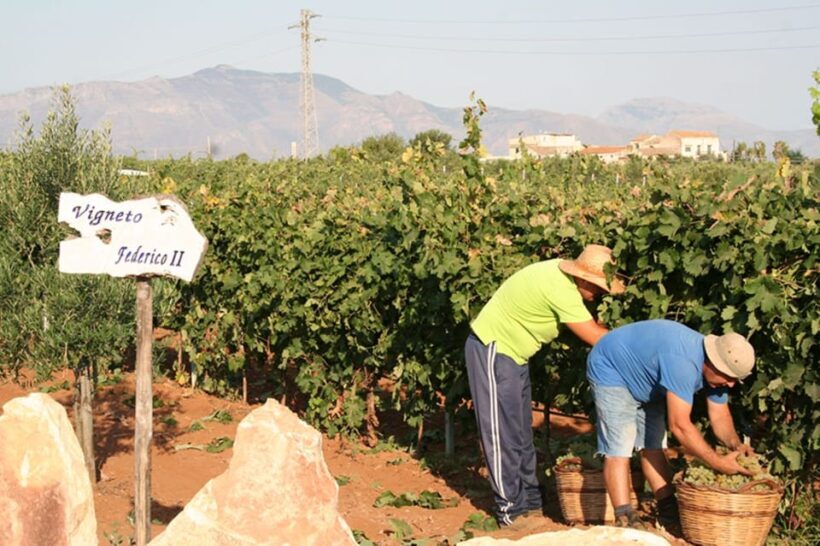 Partinico:Grape harvest in the lands of FrederikII of Swabia - The Value of This Experience