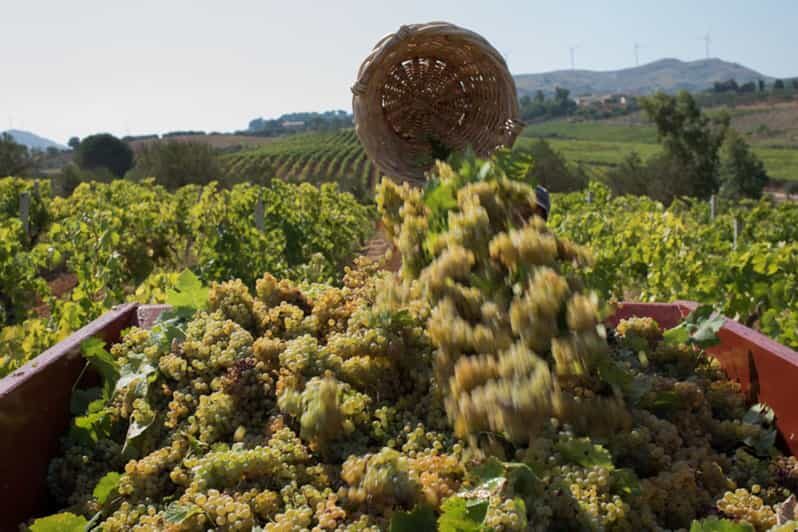 Partinico:Grape harvest in the lands of FrederikII of Swabia - Who Will Love This Tour?