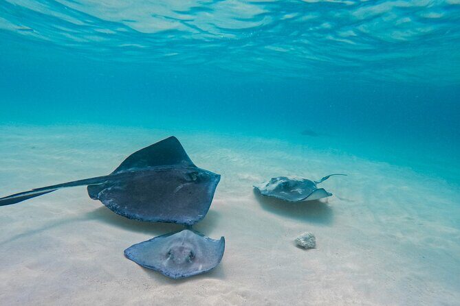 Party Boat Cruise - Reviews and Authentic Perspectives