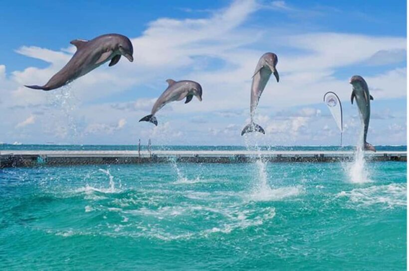 Party Boat / Fiesta En Catamarán En Punta Cana / Free Drinks - Key Points