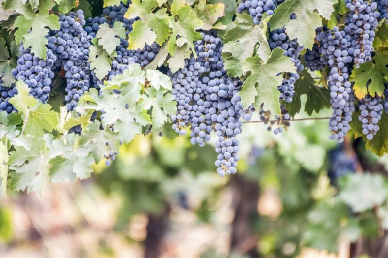 Paso Robles: 3-Winery Tour with Tastings and Lunch - A Closer Look: The Itinerary Breakdown