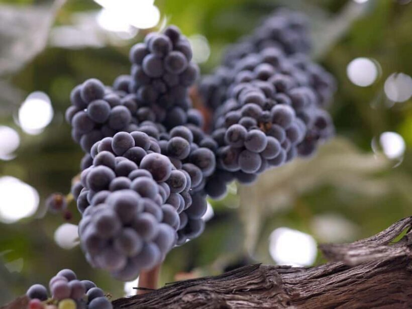 Paso Robles & Atascadero: 3-Winery Tour Including Lunch - FAQ