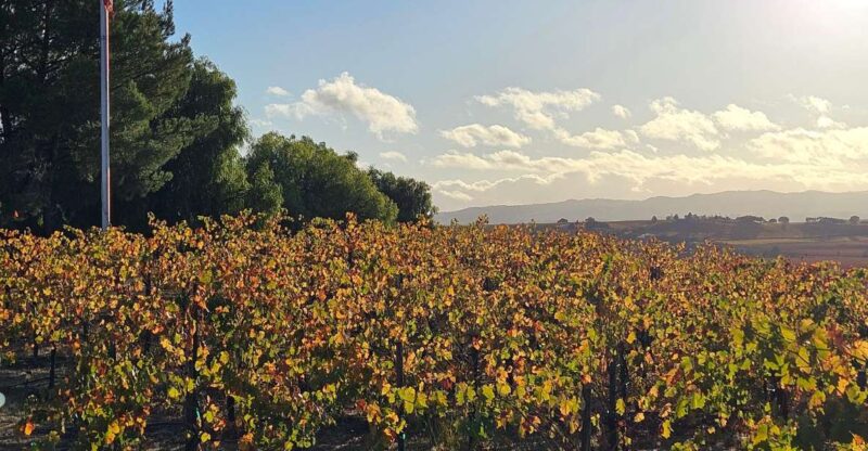 Paso Robles & Atascadero: 3-Winery Tour Including Lunch - The Lunch: A Thoughtful Touch
