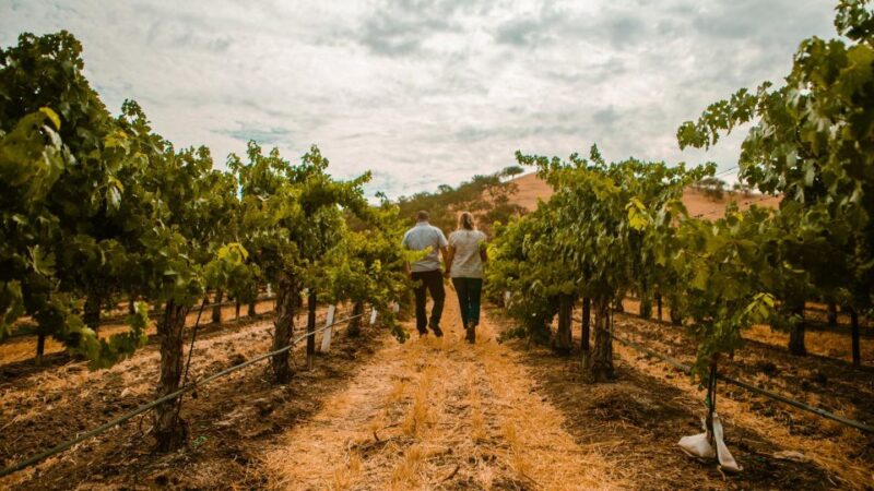Paso Robles: Scenic Sidecar Vineyard Tour - Who Will Love This Experience?