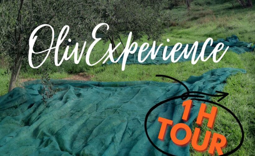 Passeggiando nell'uliveto: come nasce l'olio extrav d'oliva? - The Sum Up: Who Is This Tour Best For?