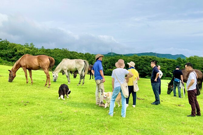 Pasture Hike With Horse Whisperer at Horse Trust in Kagoshima - Key Points