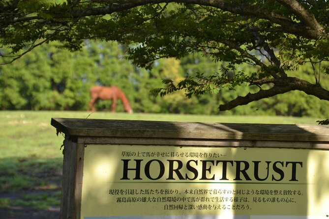 Pasture Hike With Horse Whisperer at Horse Trust in Kagoshima - Connecting With the Horse Whisperer