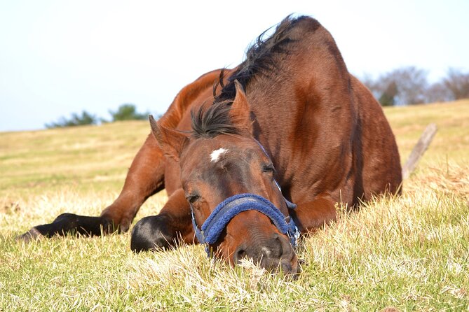 Pasture Hike With Horse Whisperer at Horse Trust in Kagoshima - Common Questions