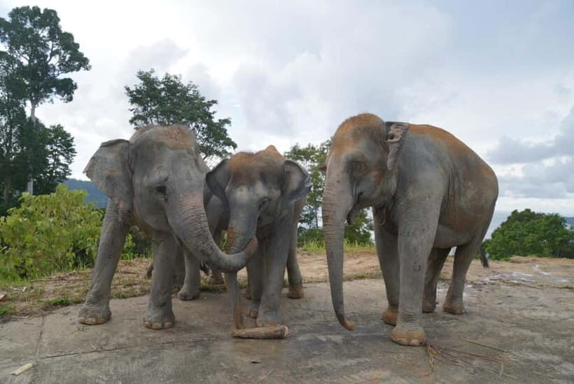 Patong: Elephant Nature Park Guided Walk with Transfer - Key Points