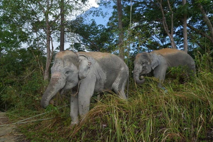 Patong: Elephant Nature Park Guided Walk with Transfer - A Closer Look at the Patong Elephant Nature Park Guided Walk