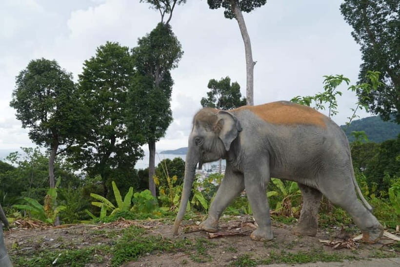 Patong: Elephant Nature Park Learning & Feeding Tour - Final Thoughts