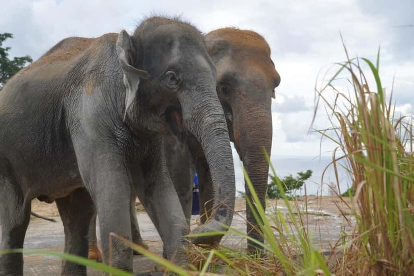 Patong: Elephant Nature Park Learning & Feeding Tour - FAQs