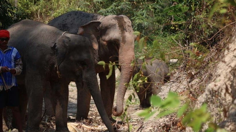 Patong: Elephant Sanctuary Eco Guide Walk & Forage Tour - An Honest Look at the Experience
