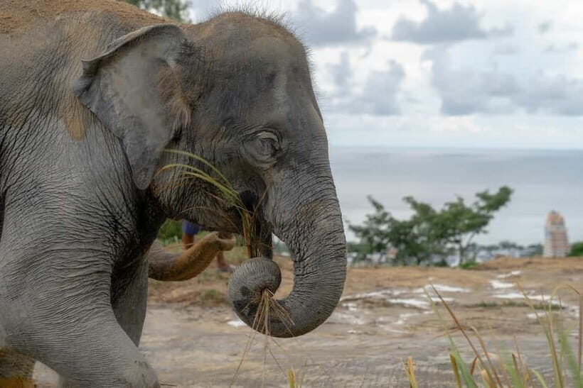 Patong: Elephant Sanctuary Eco Guide Walk & Forage Tour - The Sanctuary’s Unique Appeal