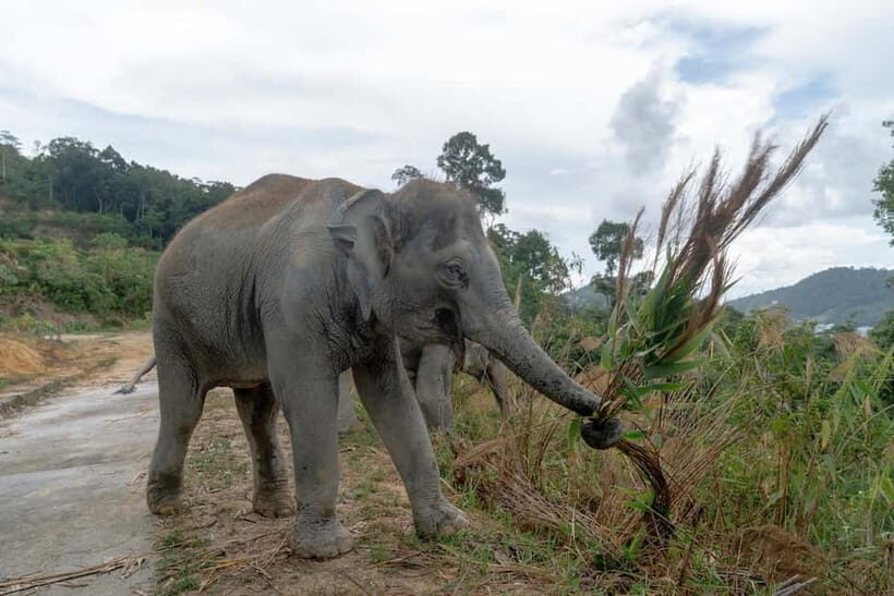 Patong: Elephant Sanctuary Eco Guide Walk & Forage Tour - Who Will Love This Tour?