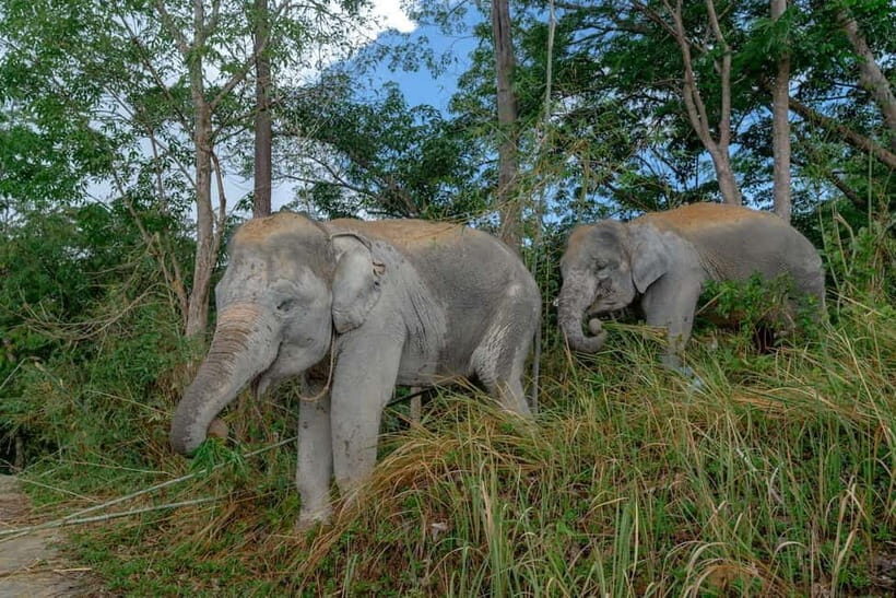 Patong: Elephant Sanctuary Eco Guide Walk & Forage Tour - Frequently Asked Questions