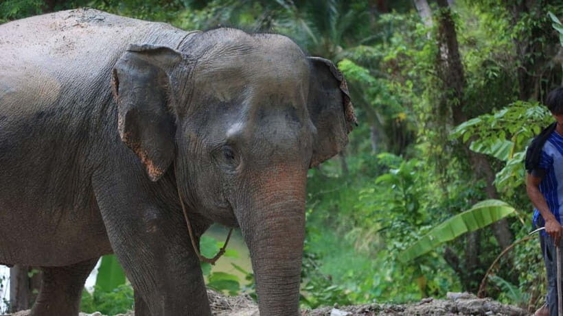 Patong: Elephant Sanctuary Observe & Learn Experience - Key Points