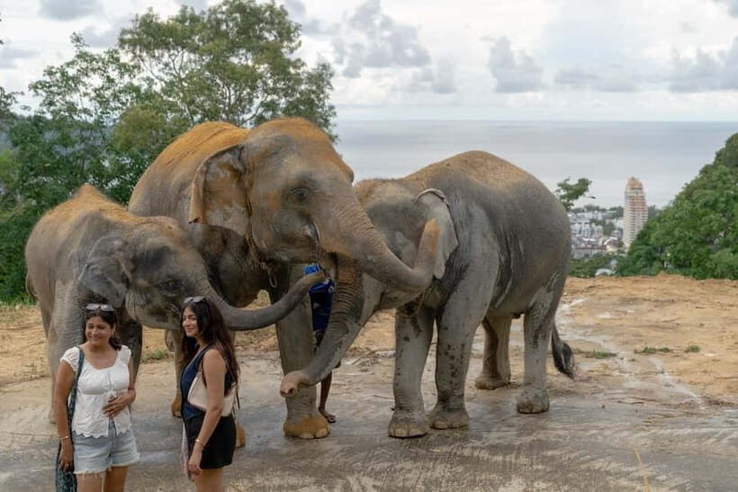 Patong: Elephant Sanctuary Observe & Learn Experience - Final Thoughts