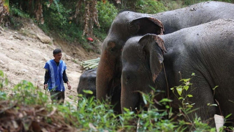 Patong: Elephant Sanctuary Observe & Learn Experience - FAQ