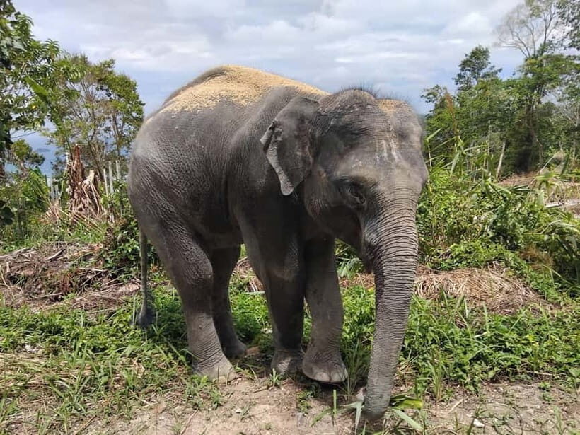 Patong: Elephant Sanctuary Tour with Forest Conservation - What to Expect from the Tour