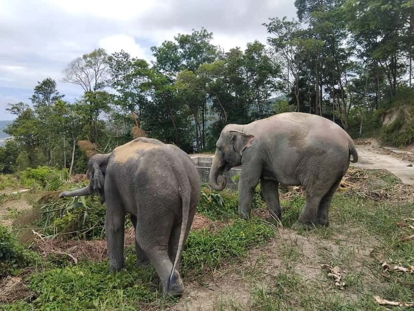 Patong: Elephant Sanctuary Tour with Forest Conservation - The Itinerary in Detail