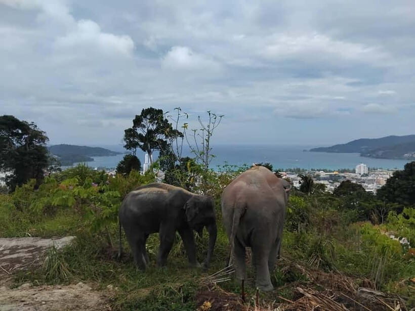 Patong: Elephant Sanctuary Tour with Forest Conservation - Practical Tips for Travelers