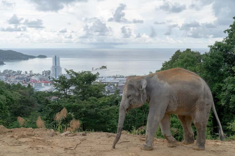 Patong: Elephant Sanctuary Tour with Transfer - Key Points