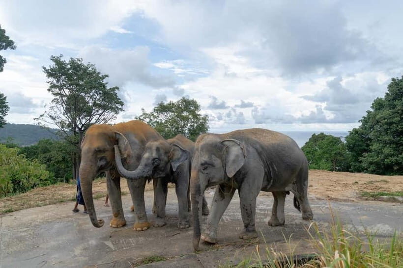 Patong: Elephant Sanctuary Tour with Transfer - Value and Pricing