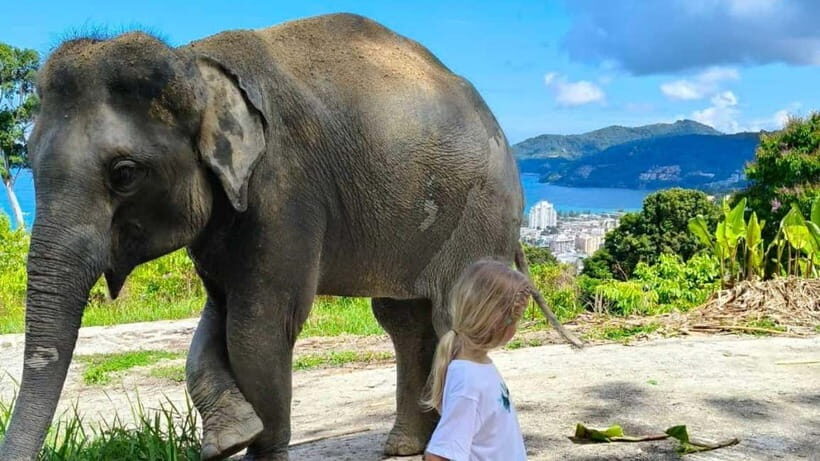 Patong: Elephant Sanctuary Tour with Transfer - The Sum Up