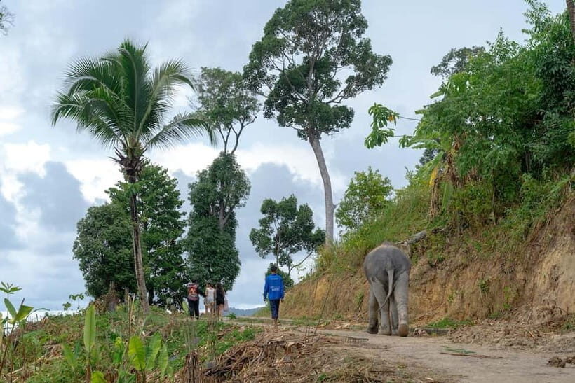 Patong: Elephant Sanctuary Tour with Transfer - FAQ