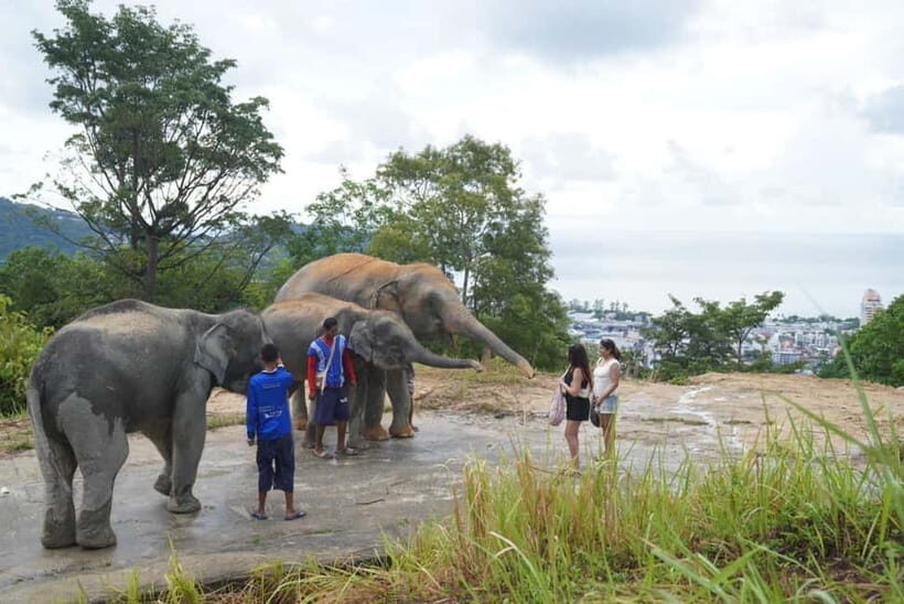Patong: Elephant Sanctuary Walk Tour with Hotel Transfer - Key Points