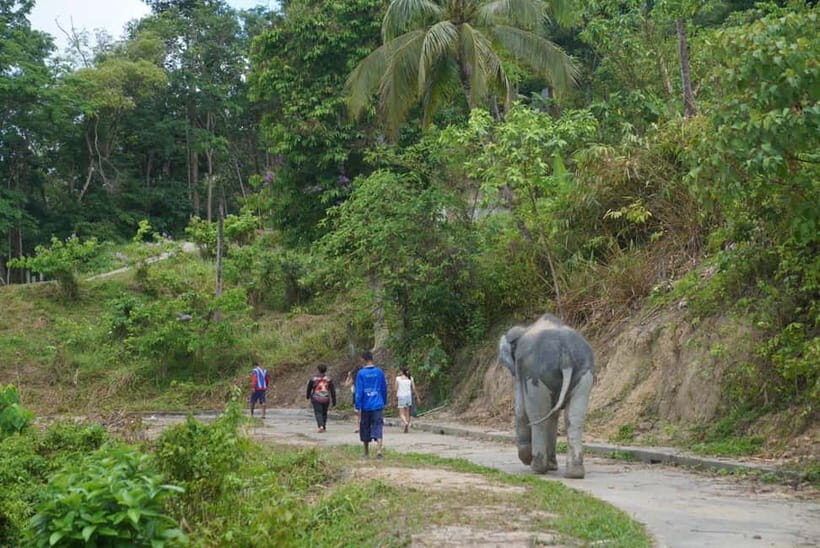 Patong: Elephant Sanctuary Walk Tour with Hotel Transfer - A Thoughtful Introduction to an Ethical Elephant Experience