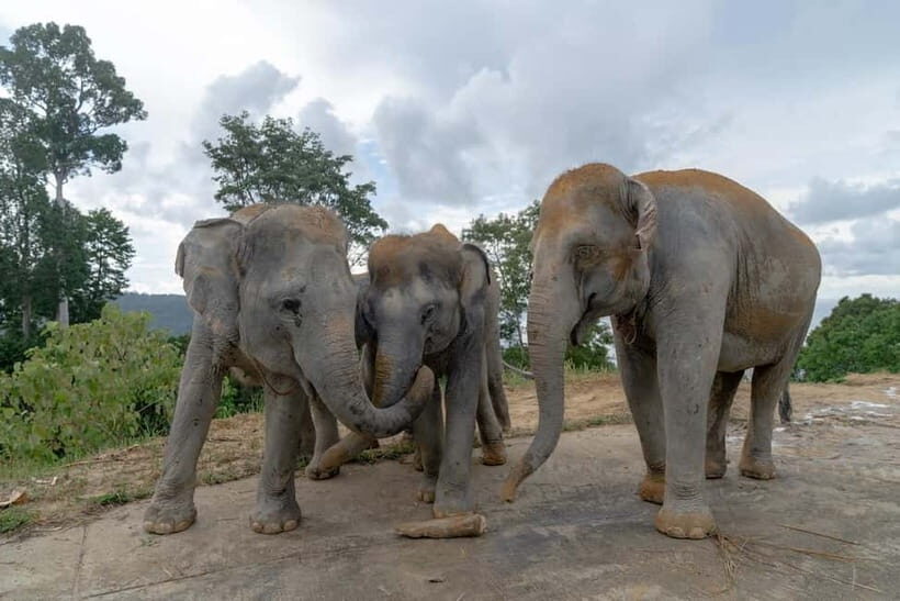Patong Highlights: Elephant Sanctuary Tour with Transfer - Key Points