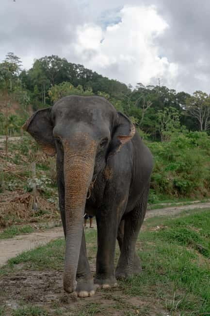 Patong Highlights: Elephant Sanctuary Tour with Transfer - The Setting: Forest, Wildlife, and Natural Behavior