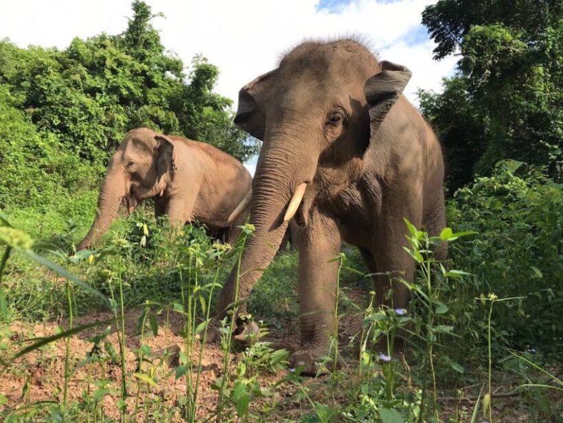 Patong Highlights: Elephant Sanctuary Tour with Transfer - The Experience’s Pros and Cons
