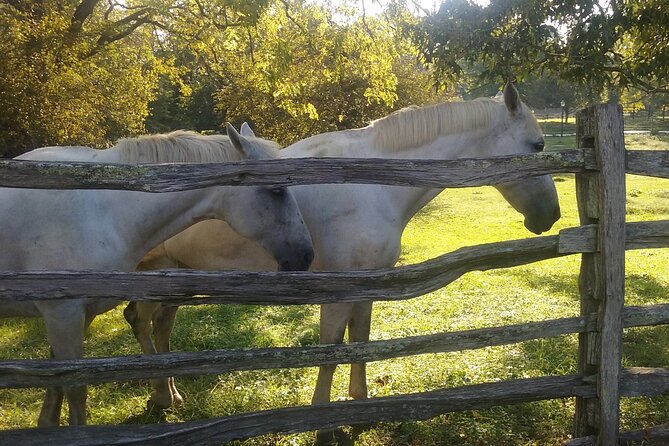 Patriots Tour of Colonial Williamsburg or Williamsburg 101 - Feedback From Satisfied Travelers