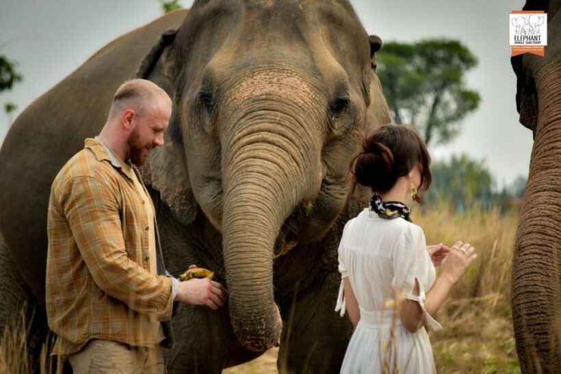 Pattaya: Elephant Jungle Sanctuary Half-Day Tour with Meal - An Honest Look at the Elephant Jungle Sanctuary Experience