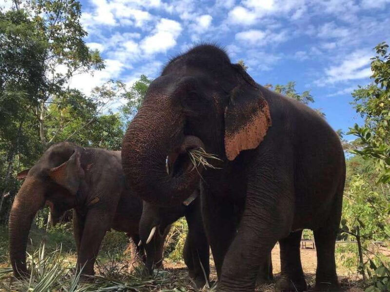 Pattaya: Ethical Elephant Sanctuary Interactive Tour - Why This Experience Matters for Travelers
