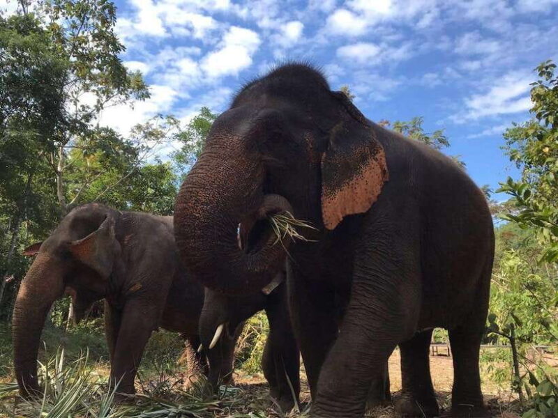 Pattaya: Ethical Elephant Sanctuary Interactive Tour - Who Will Love This Tour?