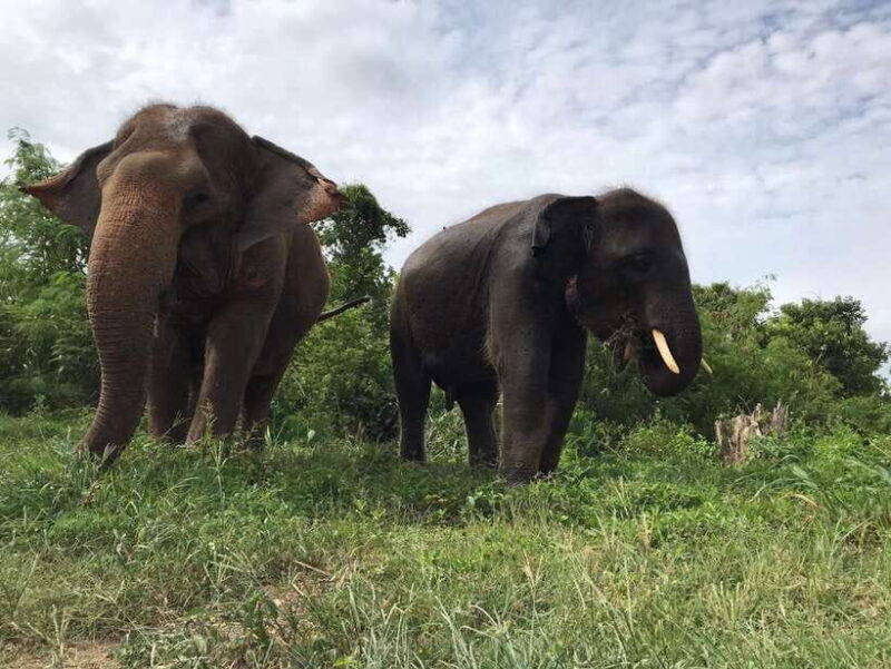 Pattaya: Ethical Elephant Sanctuary Interactive Tour - Frequently Asked Questions
